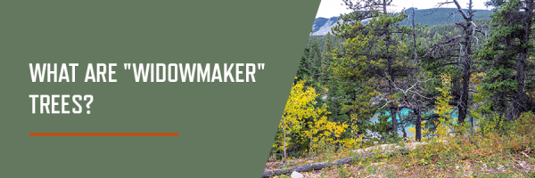 What Are "Widowmaker" Trees? | DutchWare